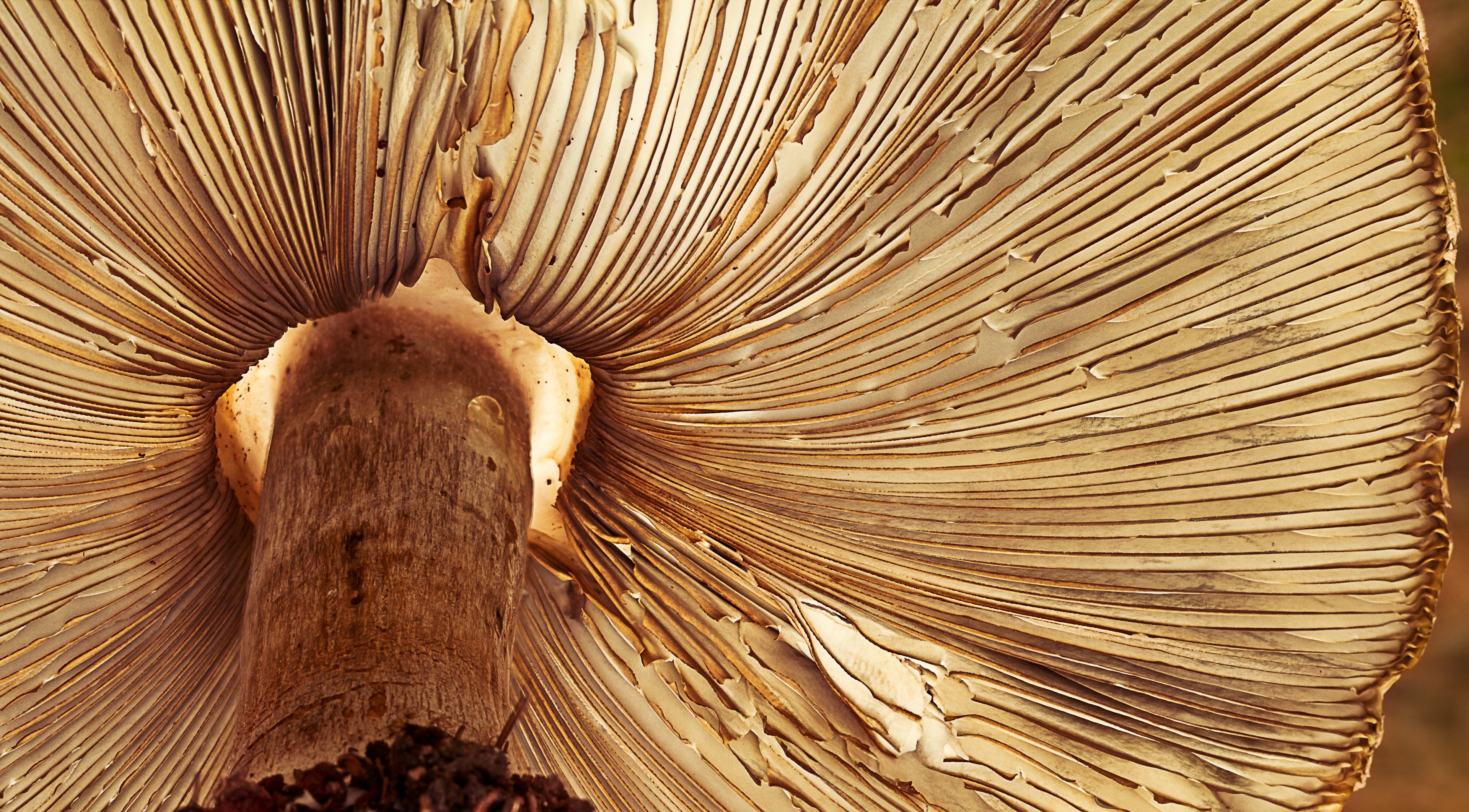 Spores N' More – Spores N' More